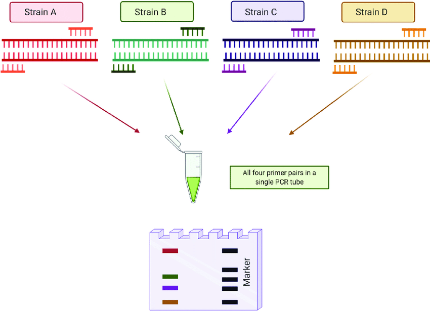 انواع PCR: آشنایی با روش‌ها و کاربردهای آن در بیوتکنولوژی - زیست فناوری کاوش ژن